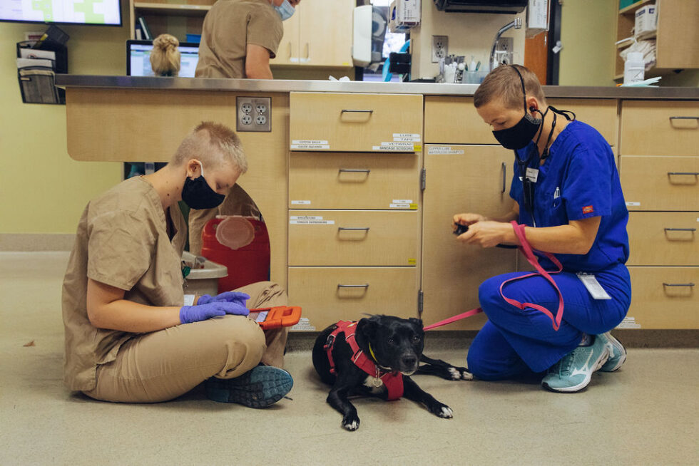 atDove Award | atDove.org