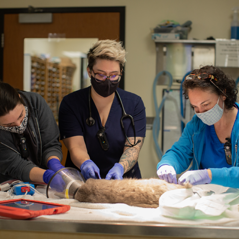 About DoveLewis | atDove.org