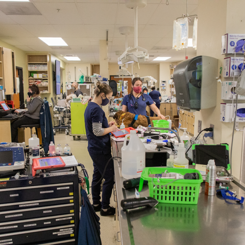 About DoveLewis | atDove.org