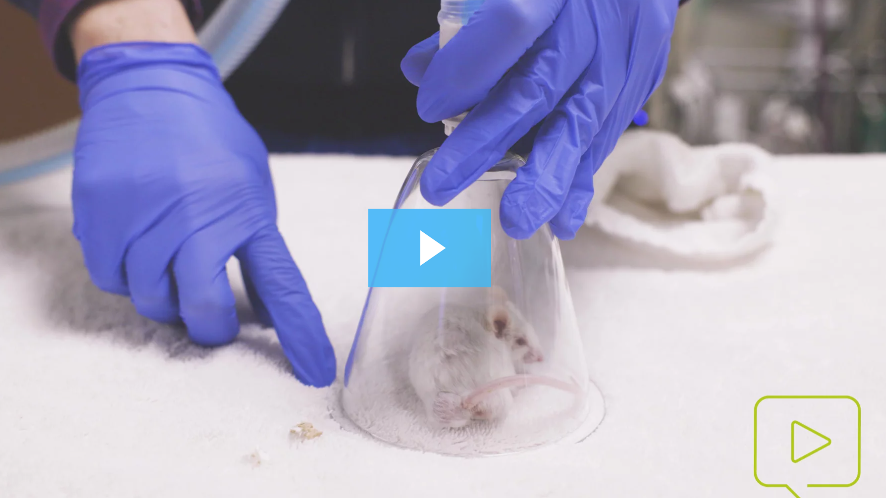 atDove.org | Veterinary Team Training & CE