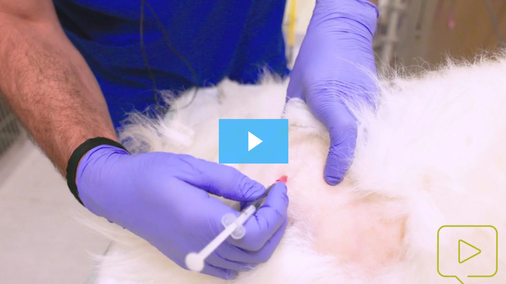 atDove.org | Veterinary Team Training & CE