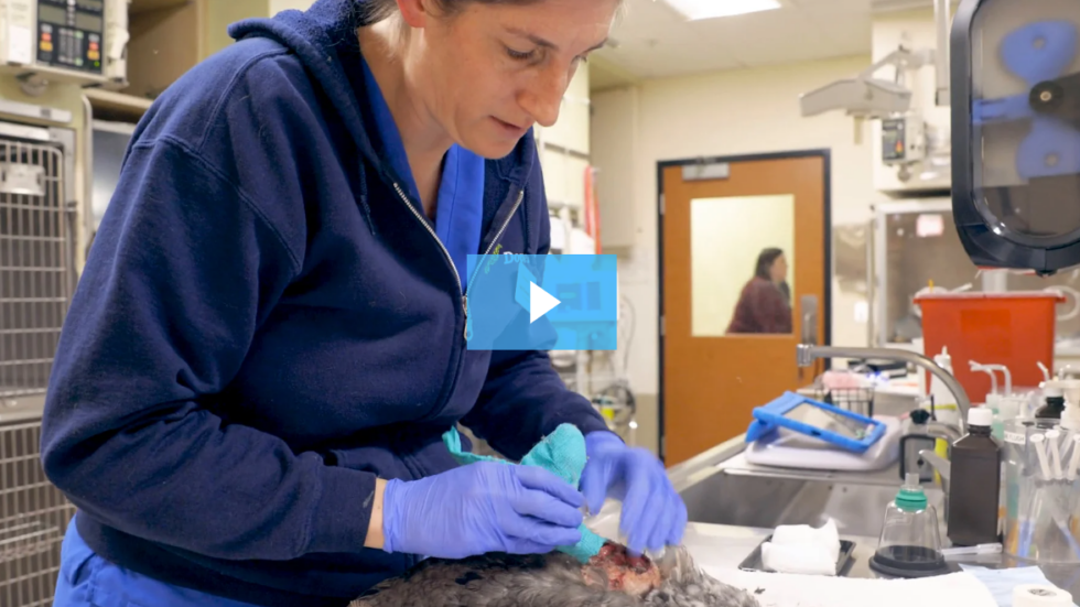 atDove.org | Veterinary Team Training & CE