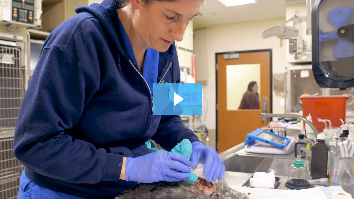 atDove.org | Veterinary Team Training & CE