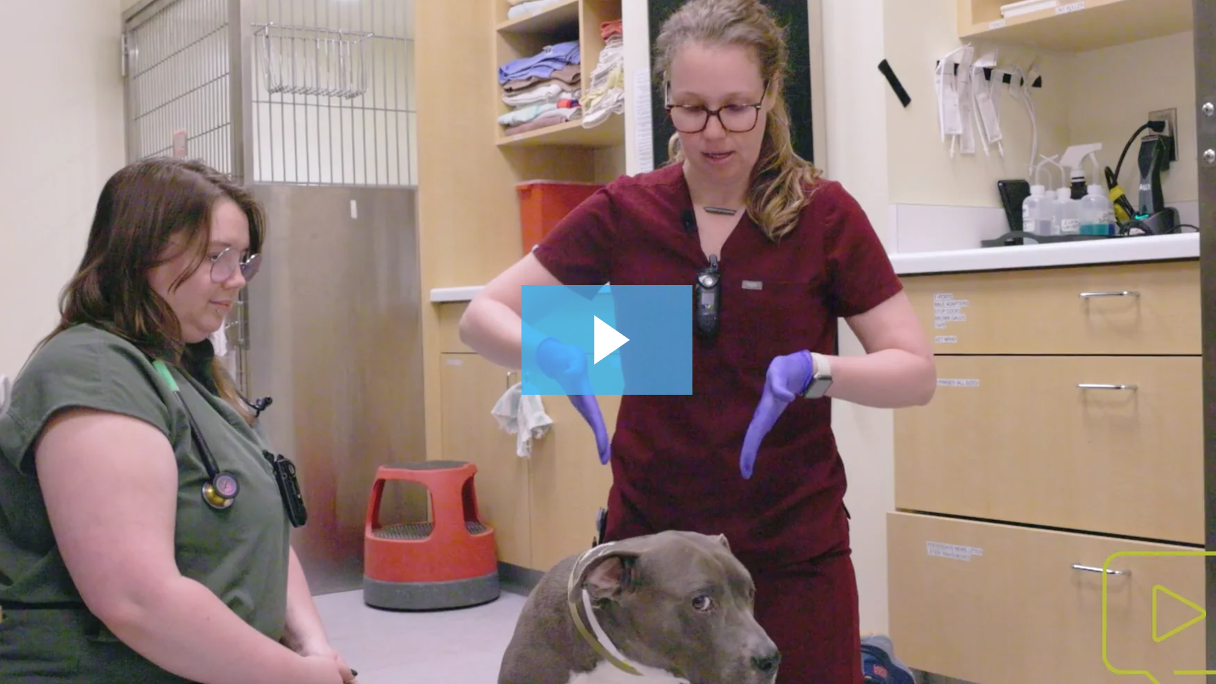 atDove.org | Veterinary Team Training & CE