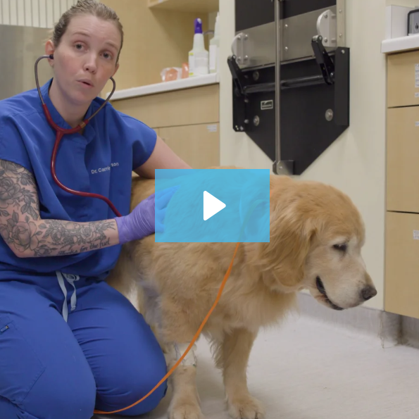 atDove.org | Veterinary Team Training & CE